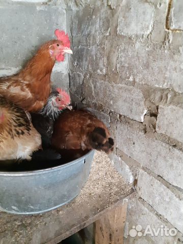 Продаю курицу-квочку