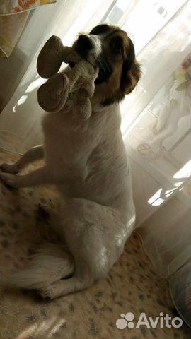 Собака ищет дом