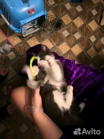 Грей-котенок - мальчик 3 мес