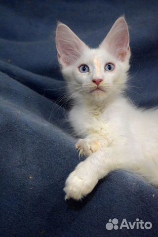 Голубоглазая кошечка Диана