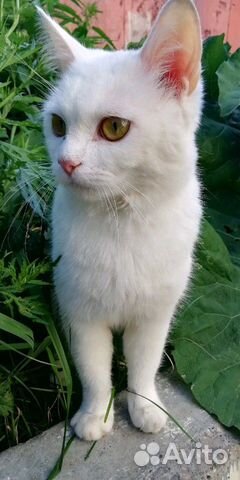 Котик