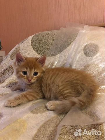 Очаровательные рыжики в заботливые руки