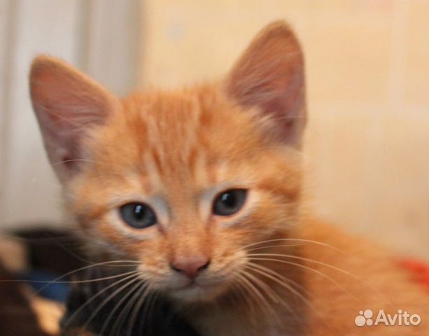Рыжий Рыжий котенок ждет хозяев