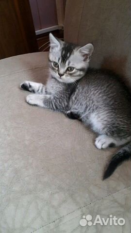 Шотладский котик