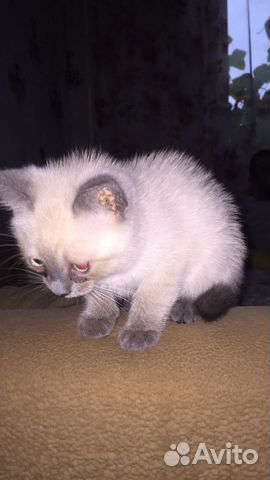 Тайский котёнок бесплатно