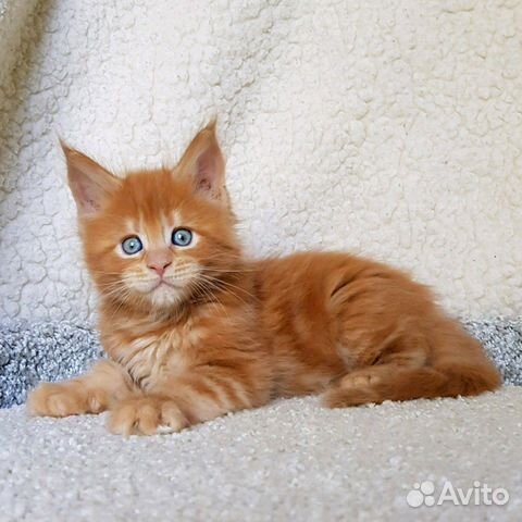 Archibald Mos Lakshestar котенок мейн кун из питом