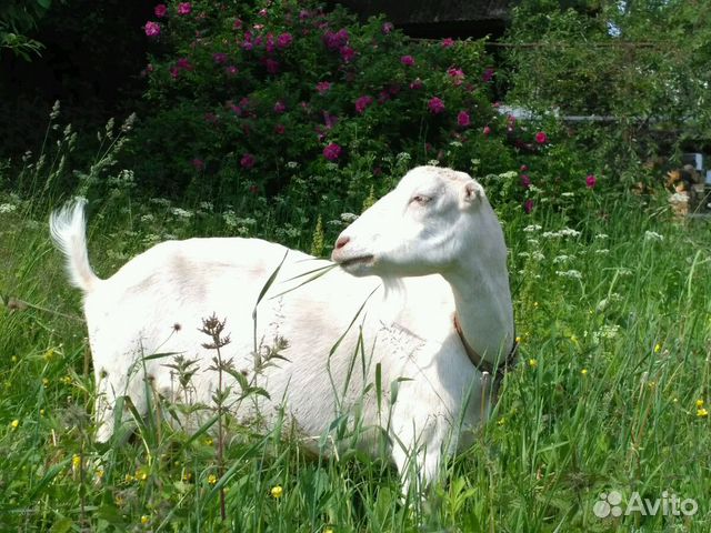 Ламанча Козочки + козлики в подарок