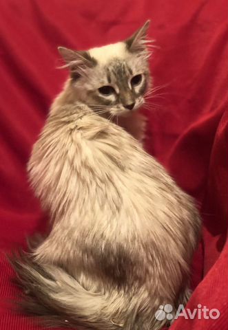 Милашка-очаровашка Лилу, 1 год, в дар