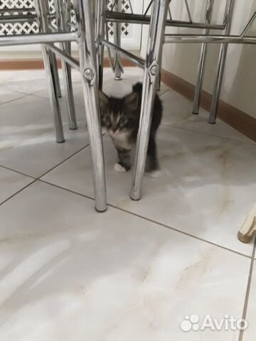 Продам двух котят породы курильский бобтейл