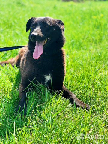 Черная красавица Герда ищет дом