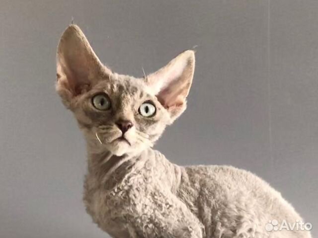 Голубой Барашек