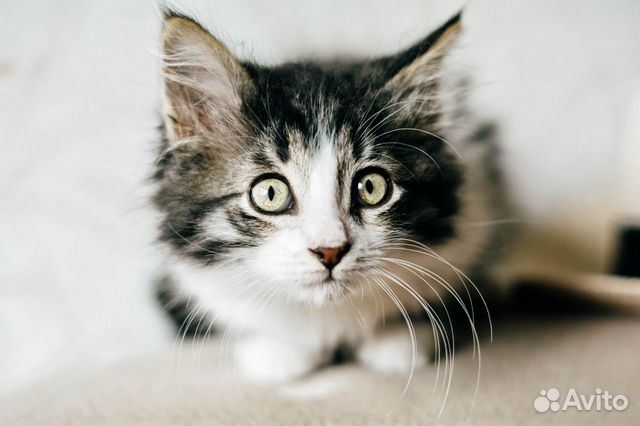Супер котенок ищет дом