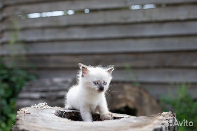 Котенок девочка 1 месяц