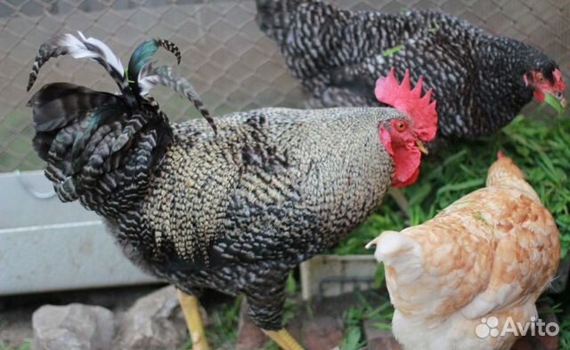 Петух доминант