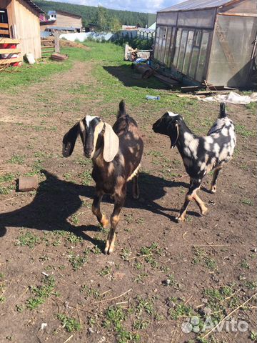 Козлики и козочки