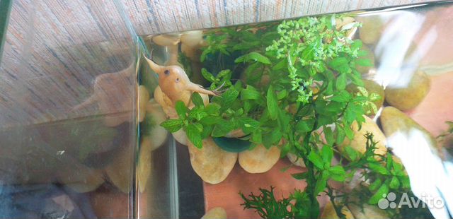 Лягушка аквариумная