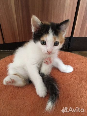 Трехцветная девочка котёнок