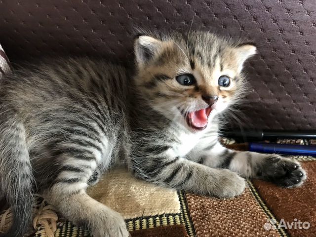 Отдам котёночка в добрейшие руки