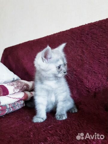 Продам полу-персидского котенка