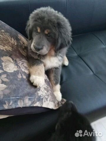 Продам щенка Тибетского Мастифа