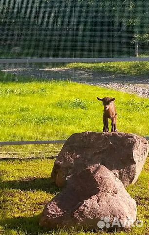 Камерунская Карликовая Козочка (2 месяца)