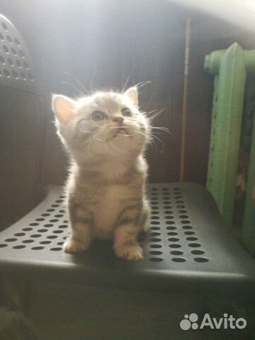 Девочка британка