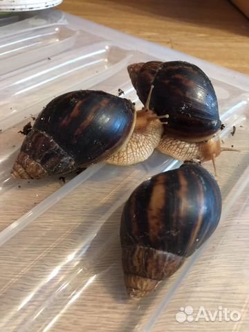 Улитка Ахатина Иммакулята