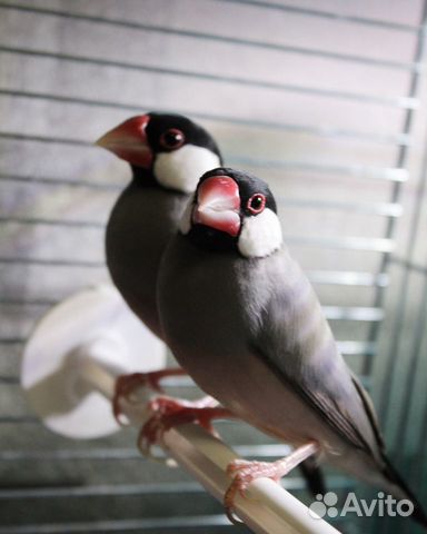 Отдам 2-ух Амадин в добрые руки