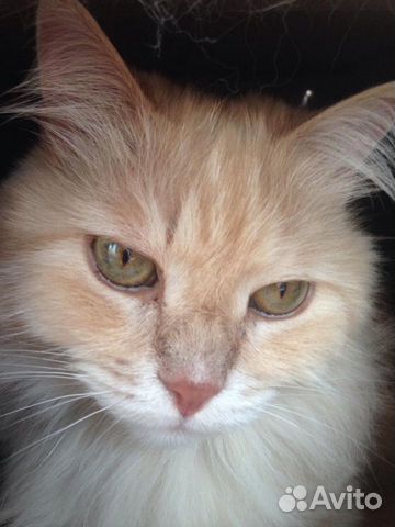 Кот Персик 1,5 года в добрые руки