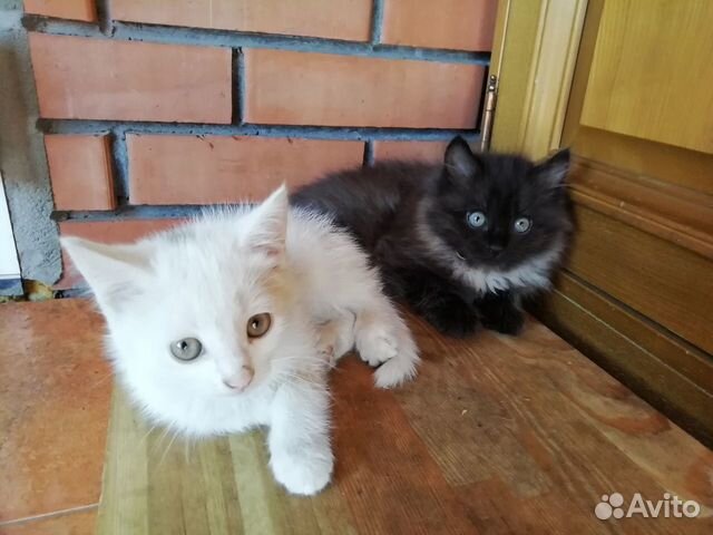 Отдам своих домашних котят в хорошие руки