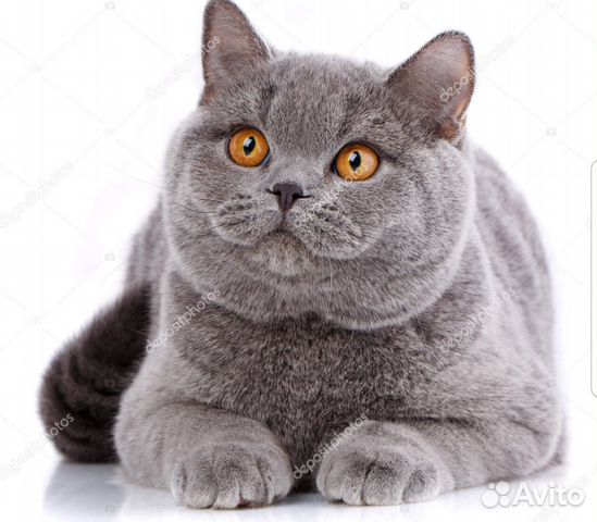 Британская кошка 7 лет стерилизована