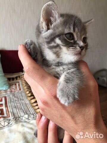 Котятки Бриташки