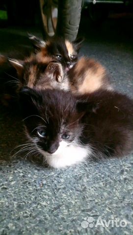 Котята ищут дом