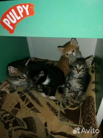 Котятки
