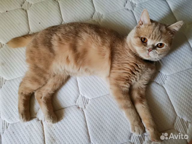 Кот Британец Тим