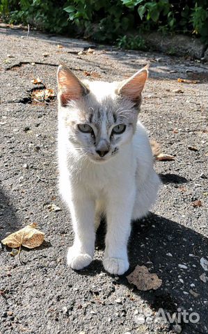Красивые котята в добрые руки