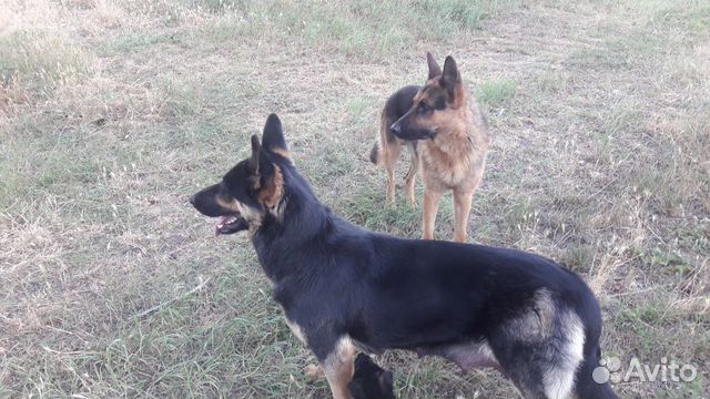 Продам первоклассных щенков