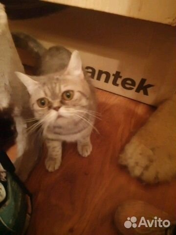 Котята полу британцы с персом