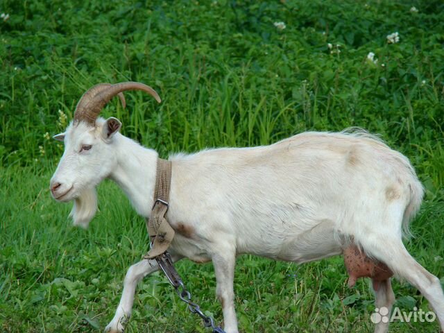 Коза взрослая