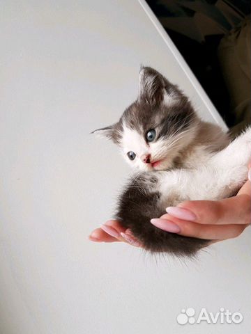 Самый ласковый котенок