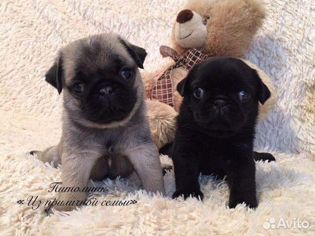 У Вас приличная семья Тогда мы идем к вам