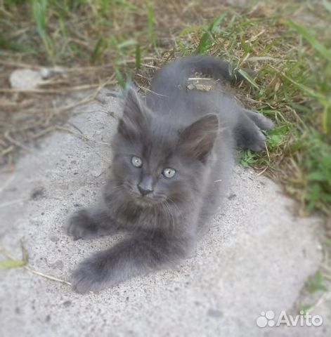 Дымчатый котик