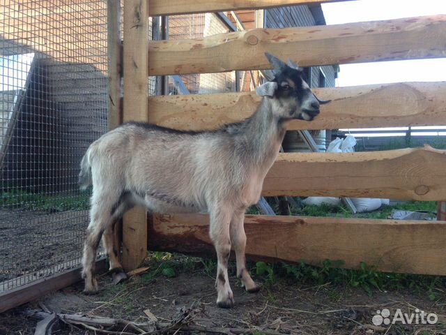 Нубийские козлики