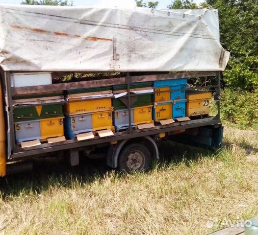 Пасека Бакфаст Карника