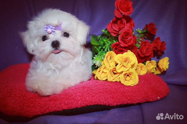 Красавчик мальтезик 2,5 мес