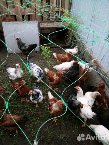 Куры молодки