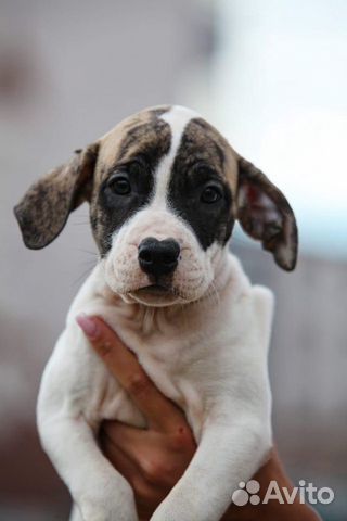 Щенок питбуля Бесплатно родословная, документы, пи