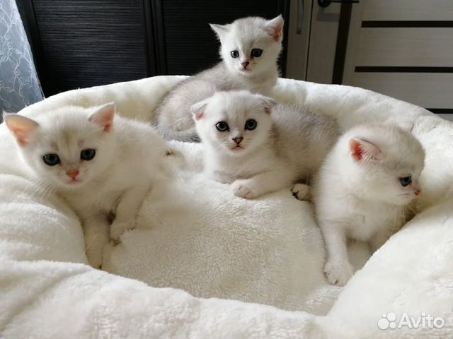 Серебристые котята