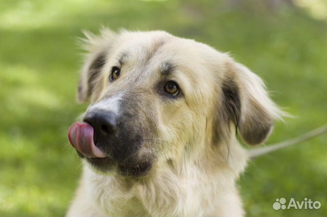 Роскошная Ева в поисках дома