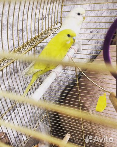 Продам милых волнистых попугаев чехов парой)